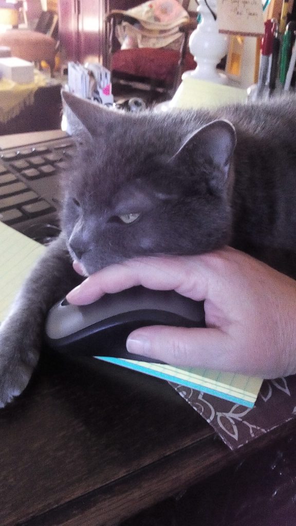 Kitty help – Jennifer Anderson Writer